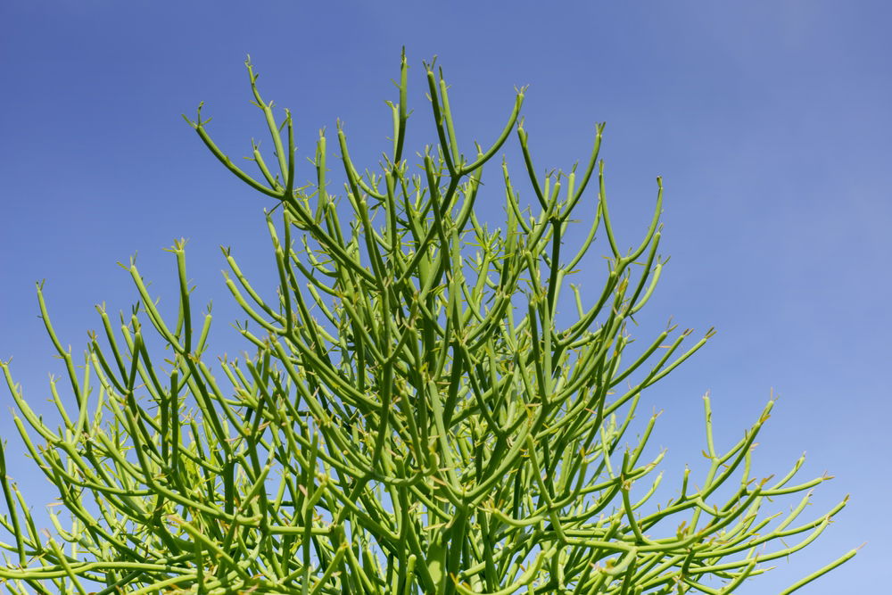 Aveloz: para que serve e como usar - Tua Saúde