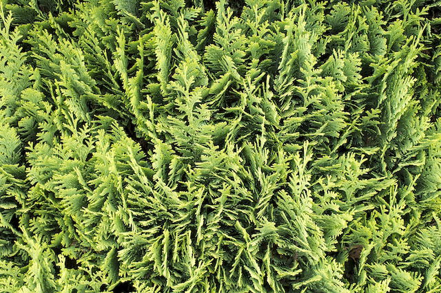 Propriedades Medicinais da Tuia - Tua Saúde