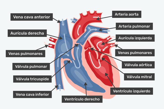 Válvulas del corazón: qué son, función y enfermedades comunes - Tua Saúde