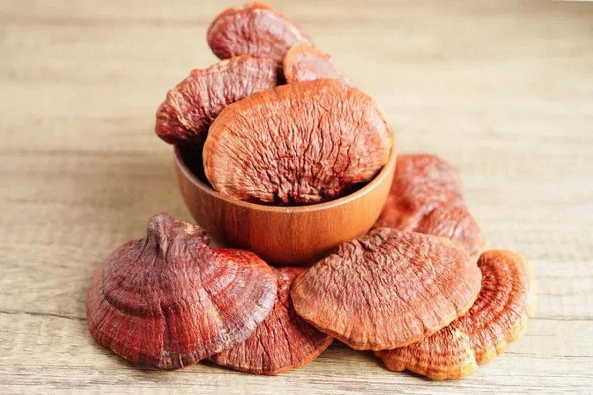 Reishi: Uses, How to Consume & Side Effects - Tua Saúde