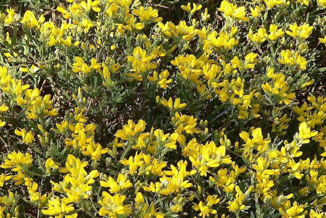 Carqueja: propiedades, para qué sirve y cómo preparar té - Tua Saúde