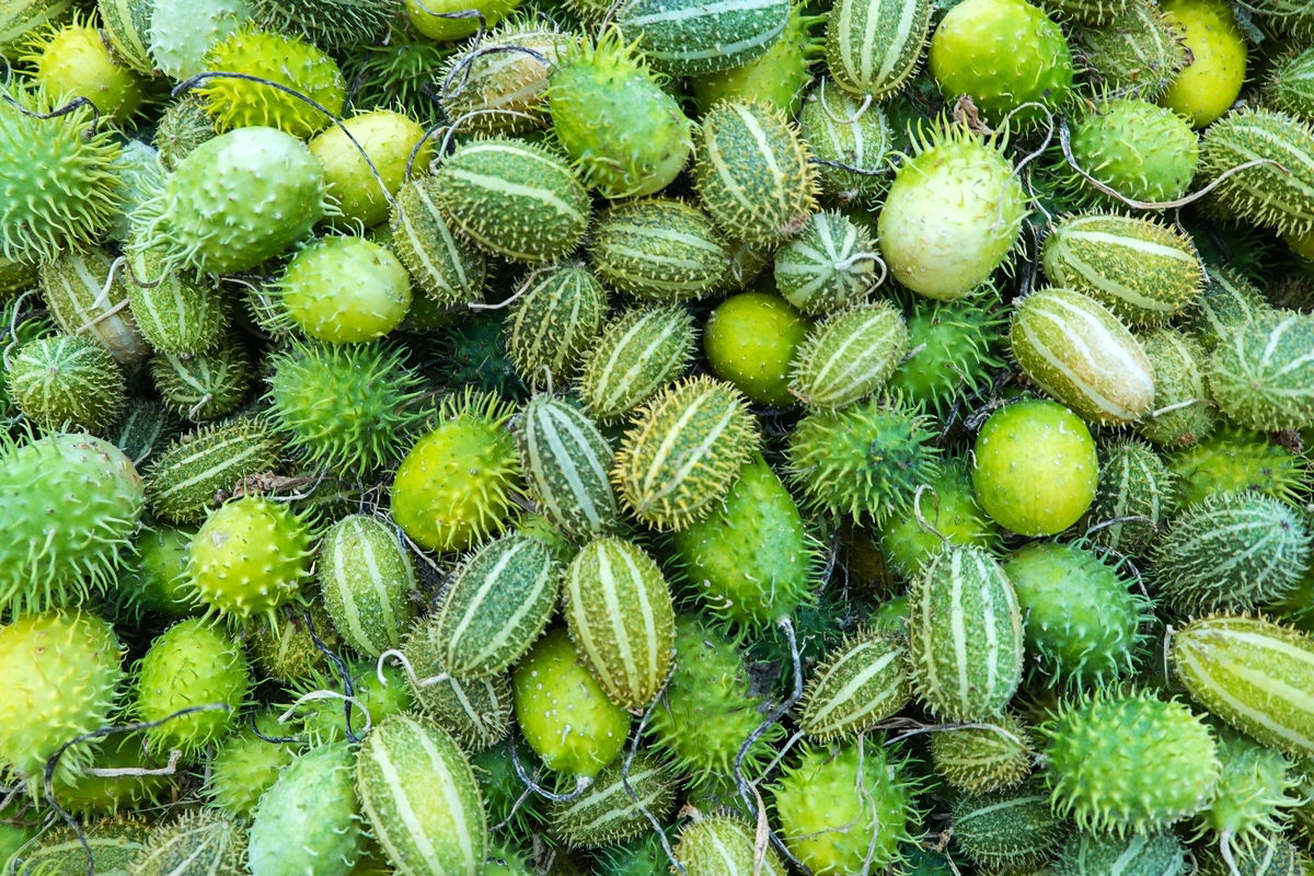 Maxixe: 6 benefícios e como fazer (com receitas) - Tua Saúde