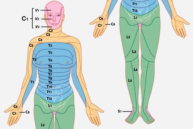 Dermatomas y miotomas: diferencias y dónde se localizan - Tua Saúde