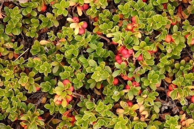 Best Herbs for UTI Treatment: 8 Tea Recipes - Tua Saúde