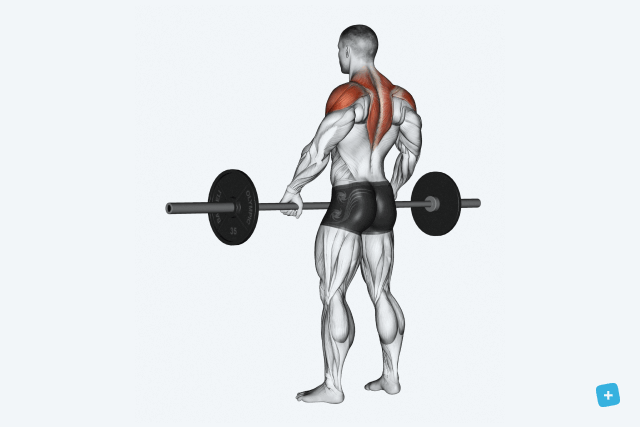 Complete Back Workout: 12 Back Exercises for the Gym (w/ Demos) - Tua Saúde