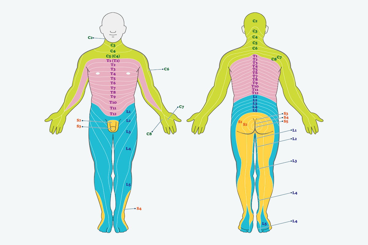 Dermatomas y miotomas: diferencias, mapa y localización - Tua Saúde