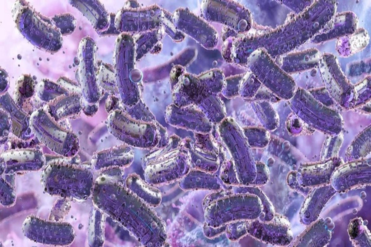 Klebsiella: c'est quoi, types et symptômes associés - Tua Saúde