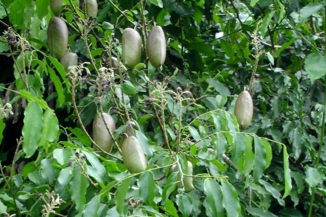 Griffonia simplicifolia: para que serve e como usar - Tua Saúde