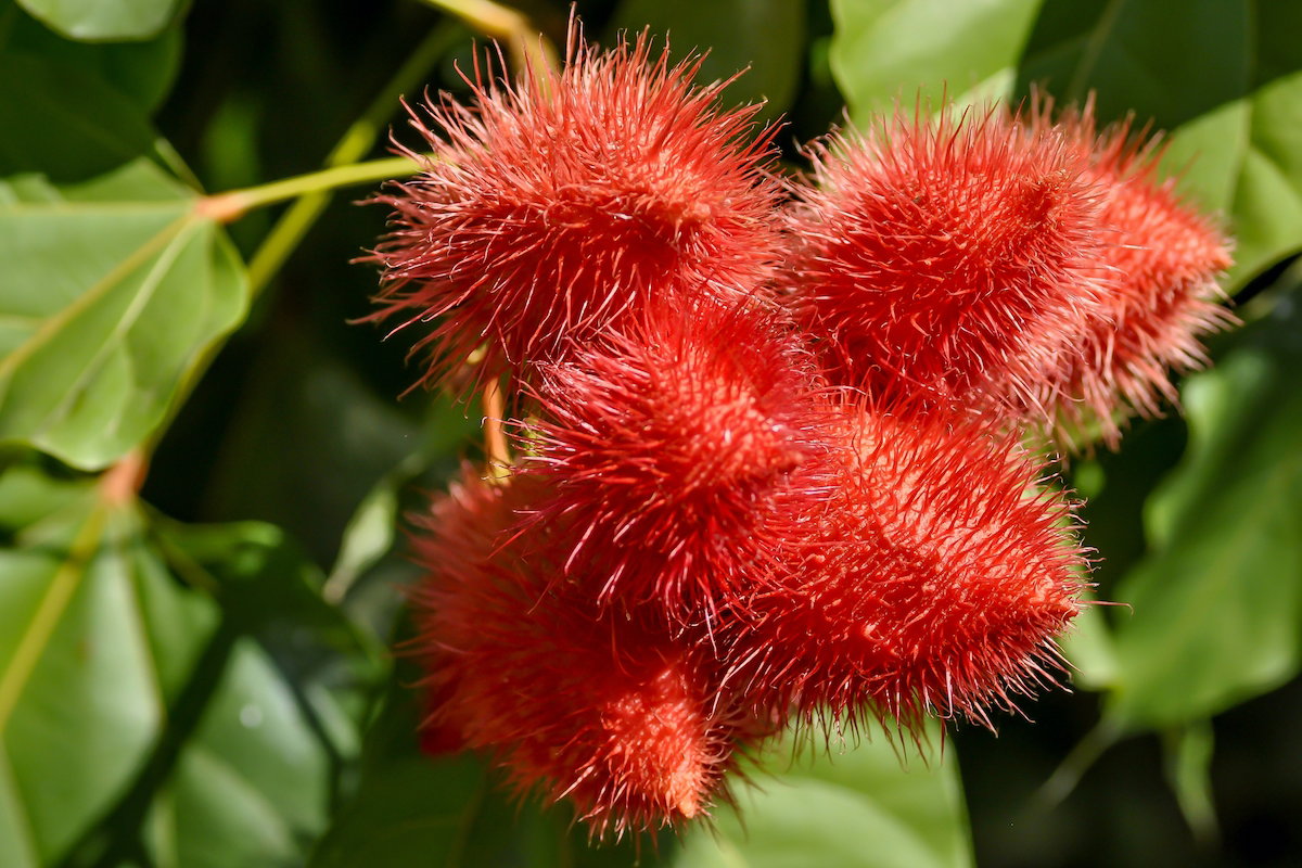 Urucum: o que é, para que serve e como fazer o chá - Tua Saúde