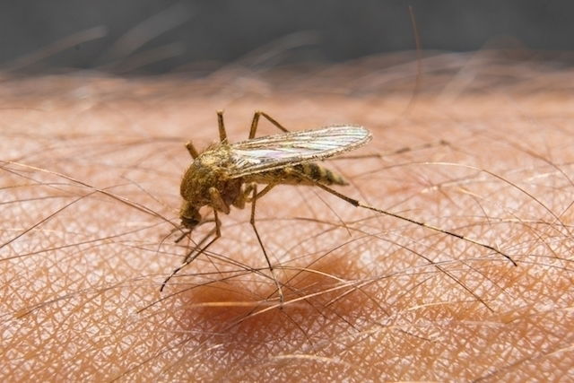 Leishmaniose: c'est quoi, symptômes, causes et traitement - Tua Saúde