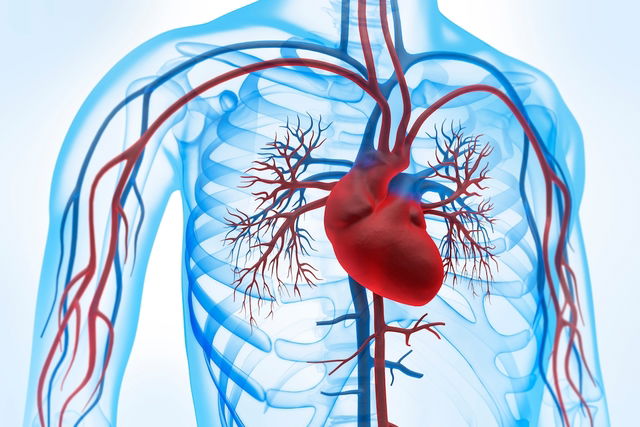 Sistema cardiovascular: funciones, órganos y enfermedades - Tua Saúde