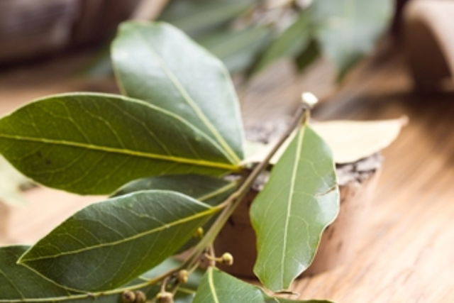 Bay Leaf Benefits & How to Make Bay Leaf Tea - Tua Saúde