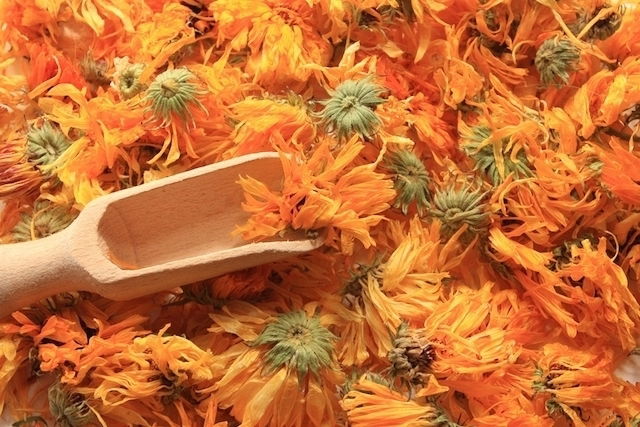 Calêndula: para que serve e como usar - Tua Saúde