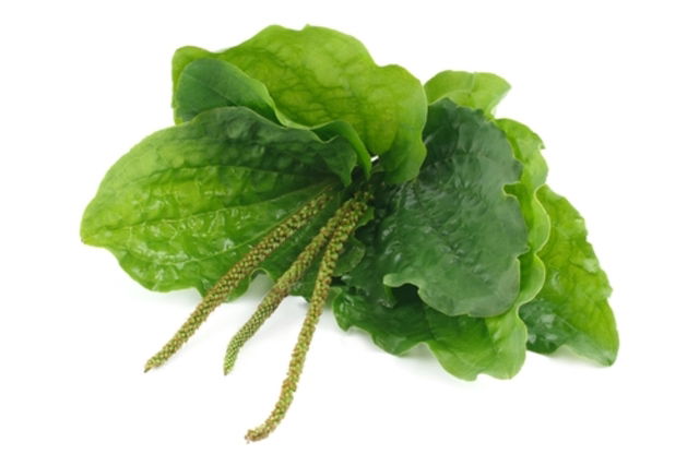 Llantén: para qué sirve, propiedades y cómo prepararlo - Tua Saúde