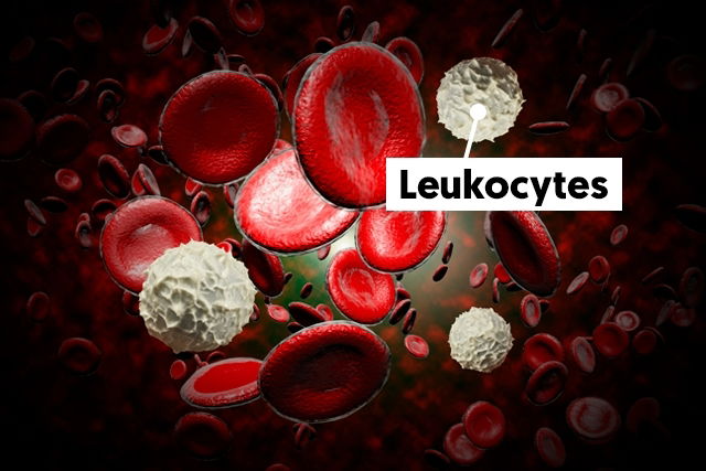 Leukocytes: High or Low Levels & What Results Mean - Tua Saúde