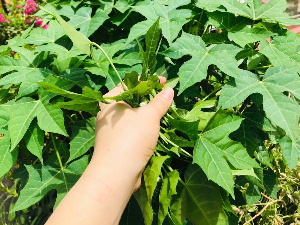 Chaya: 7 Health Benefits and How to Use (Including Tea & Capusles ...
