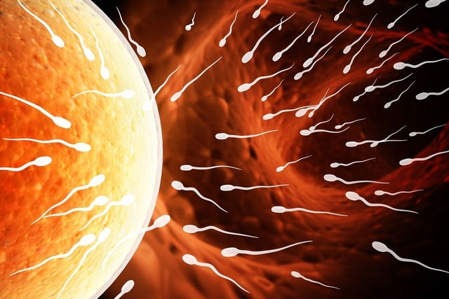 Inseminação artificial: o que é, como é feita e cuidados - Tua Saúde