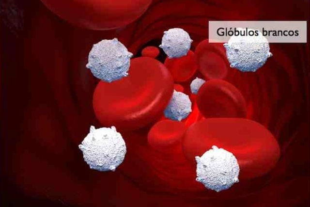 Leucograma Alto